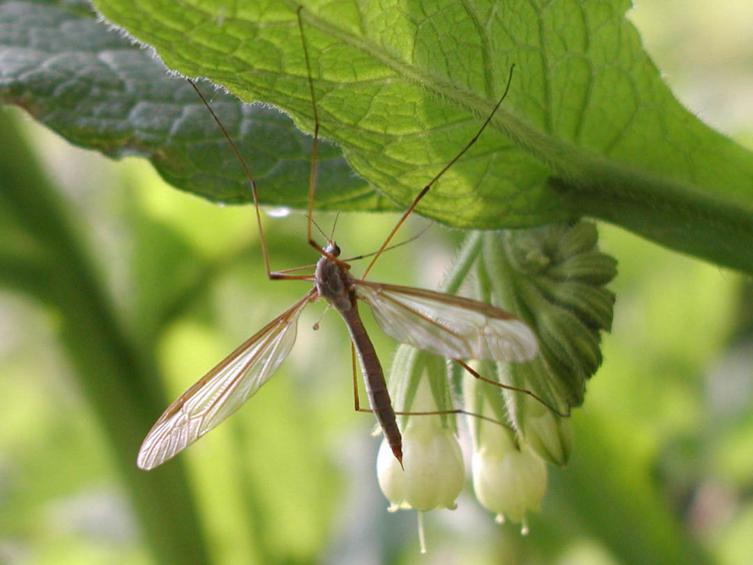 La Tipule - VivArmor Nature