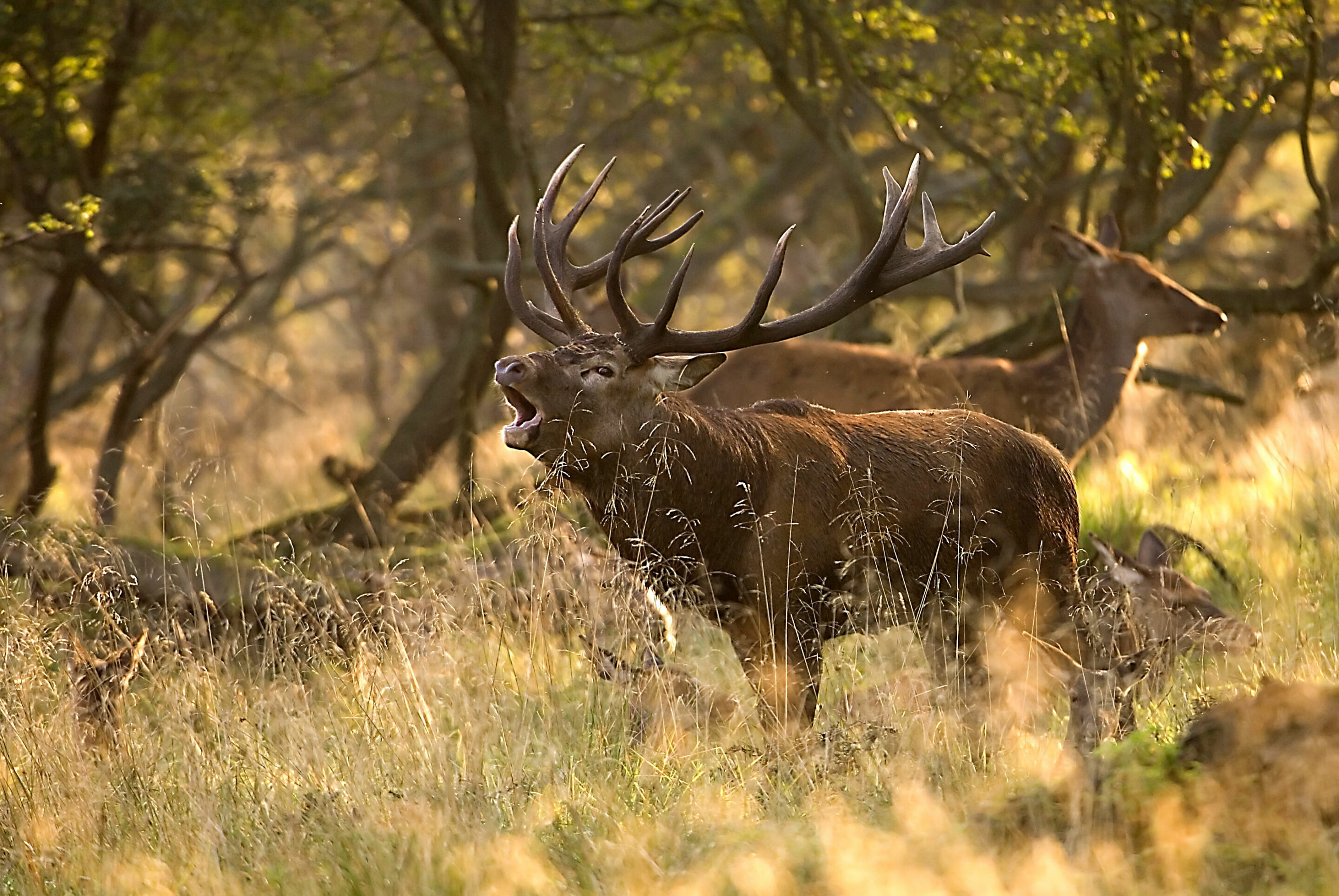 Le Cerf élaphe - VivArmor Nature