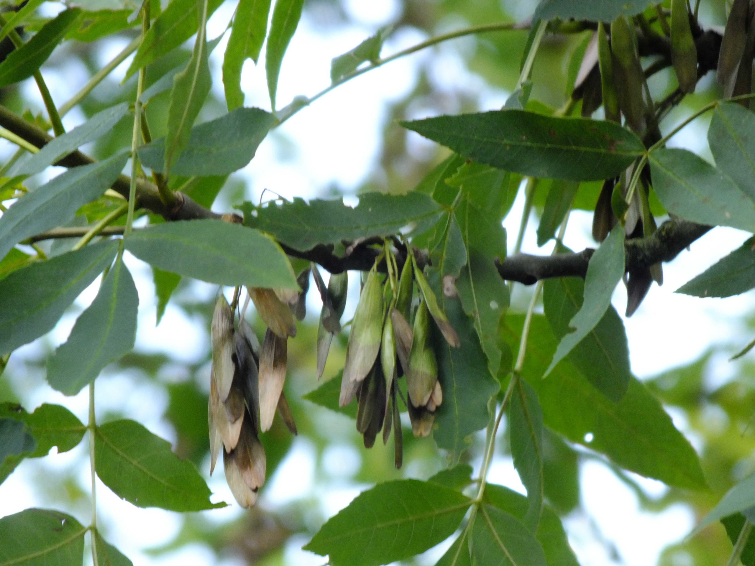 Samares de Frêne commun - VivArmor Nature