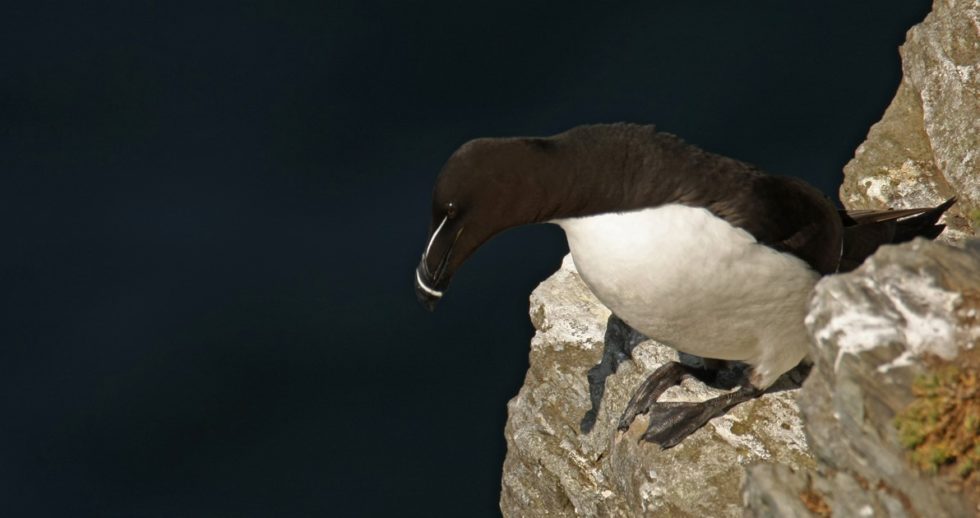 Le Petit Pingouin - VivArmor Nature