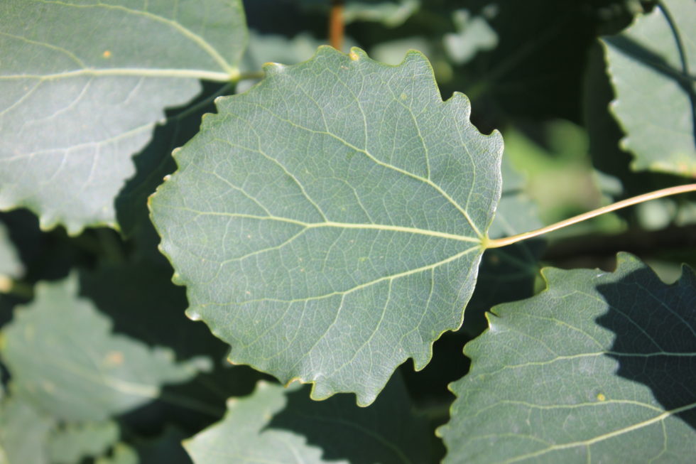 Le Tremble - VivArmor Nature