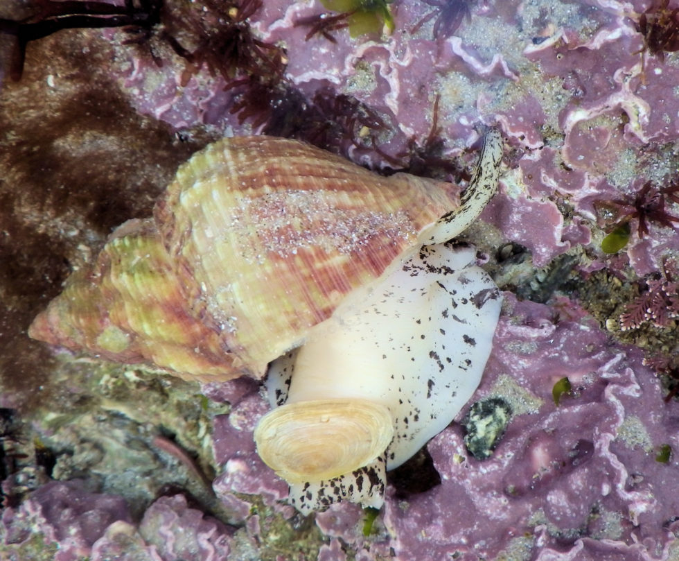 Le Buccin - VivArmor Nature