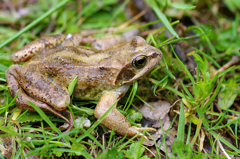 La Grenouille rousse - VivArmor Nature