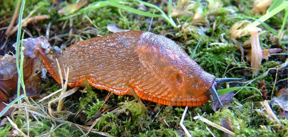 La Grande limace rouge - VivArmor Nature