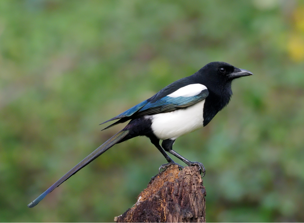 La Pie bavarde - VivArmor Nature