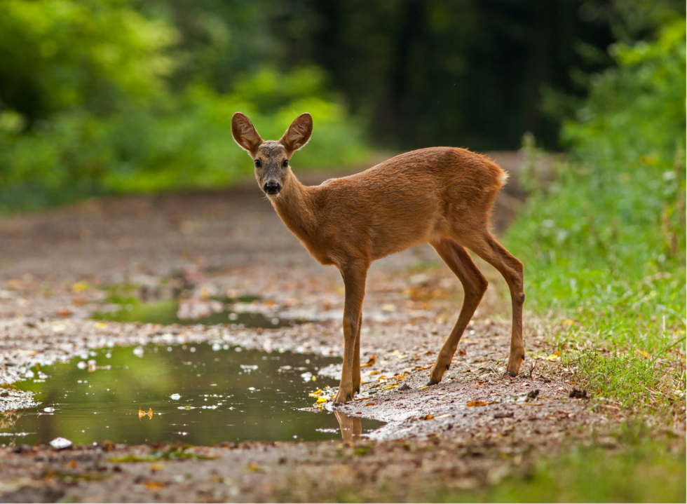 Le Chevreuil européen - VivArmor Nature