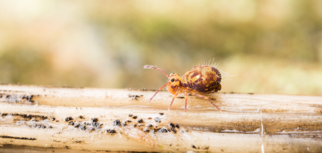 Des ressources sur les Collemboles - VivArmor Nature