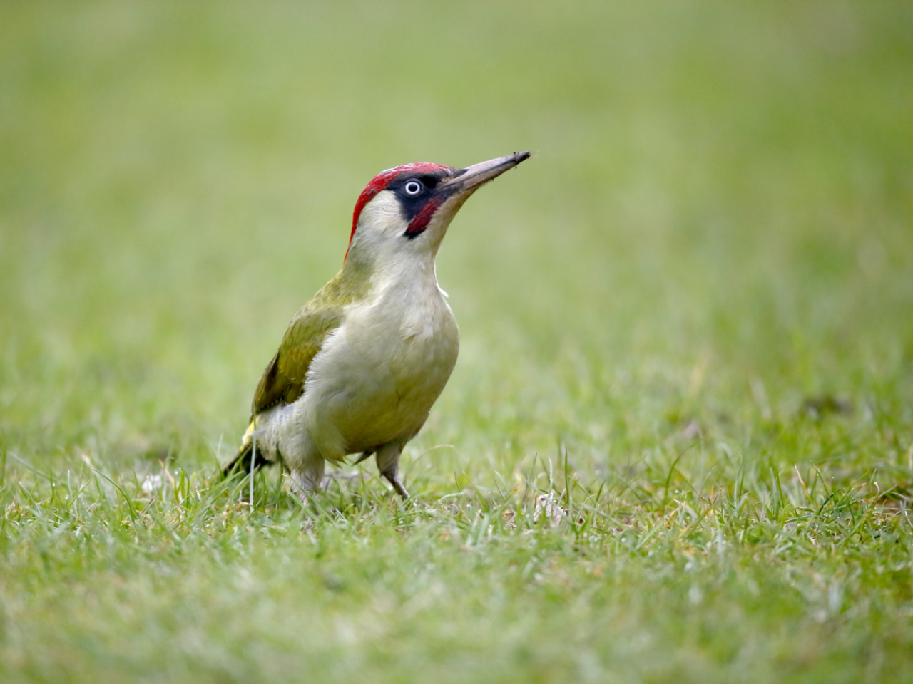 Le Pic vert - VivArmor Nature