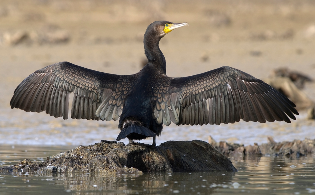 Le Grand Cormoran - VivArmor Nature