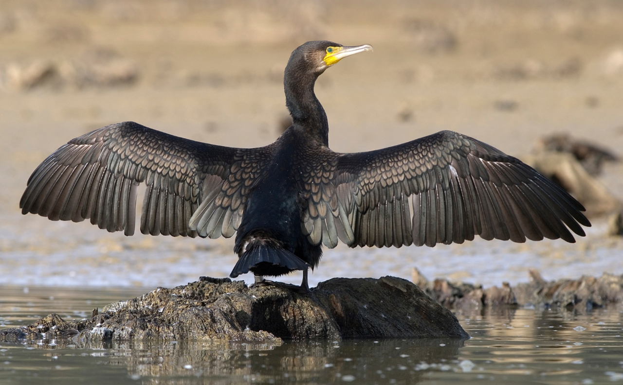 Le Grand Cormoran - VivArmor Nature
