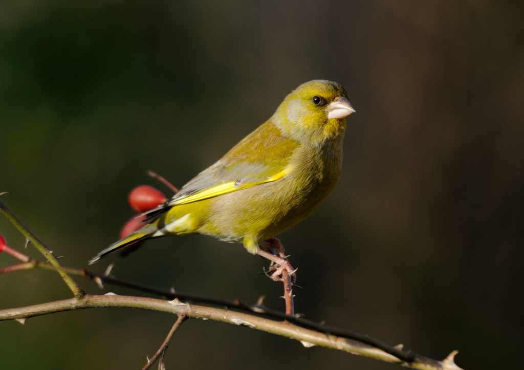 Le Verdier d’Europe - VivArmor Nature