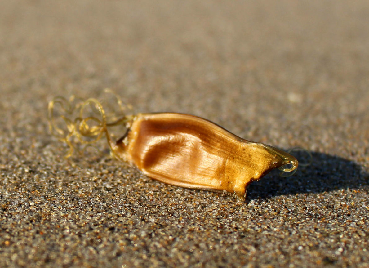 Collecte d’œufs de roussettes et de photos de hannetons - VivArmor Nature
