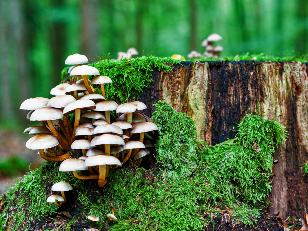 Les champignons forestiers et leurs interactions avec les arbres ...