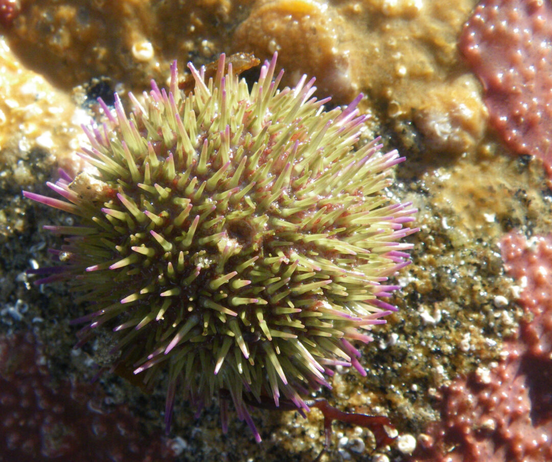 L'Oursin vert - VivArmor Nature